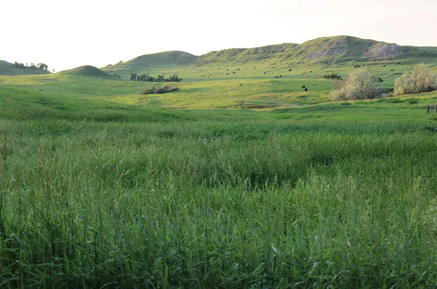 Wolff Auctioneers LLC. - Home